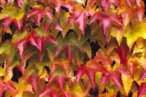Close-Up Of Group Of Fall Colored Ivy Growing Together PosterPrint ...