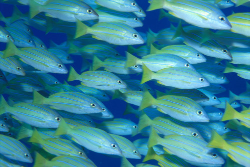 Hawaii, School Of Blue Stripe Snapper (Lutjanus Kasmira) Side View A84H ...