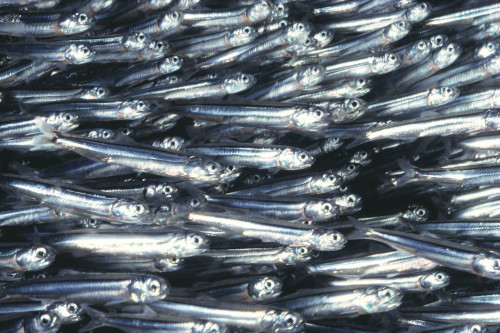 Hawaii, Close-Up Detail Of Schooling Anchovy, Side View (Stolephorus ...