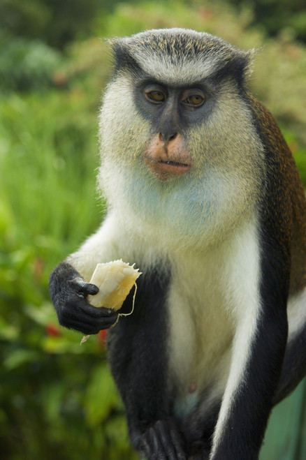 Caribbean, Mona Monkey at Grand Etang National Park; Grenada ...