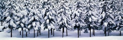 Snow covered Cedar trees Kyoto Hanase Japan Poster Print - Item ...