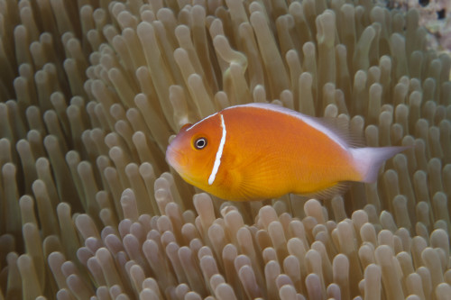 Pink anemonefish in its host anenome, Fiji Poster Print - Item ...