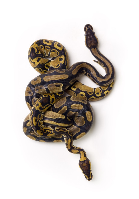 Two Ball Python Snakes Intertwined Poster Print (8 x 10) - Item ...
