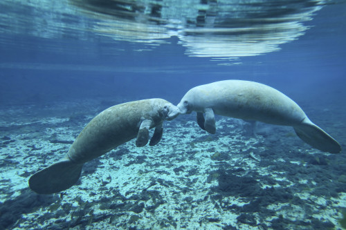 A pair of manatees appear to be greeting each other as they meet in the ...