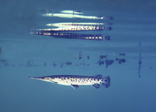 A young Florida Gar image reflects off the surface of the water in the ...