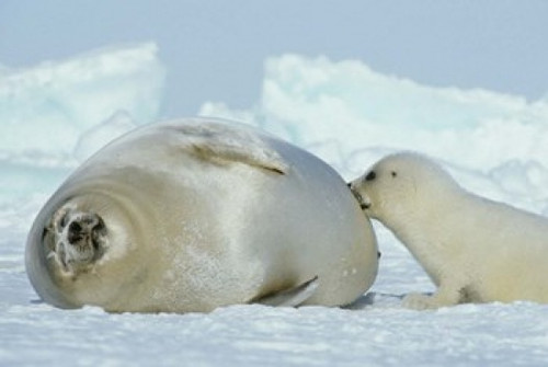 Harp Seal on Magdalen Island Poster Print by Kevin Schafer - Item ...