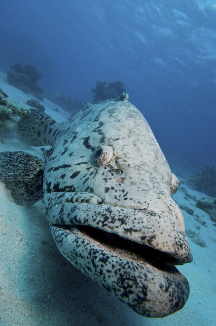 Giant Grouper, Great Barrier Reef, Queensland, Australia Poster Print ...