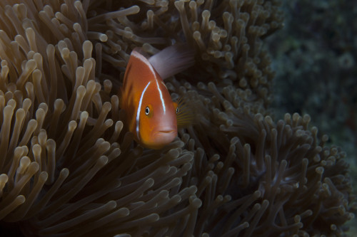 Pink anemonefish in its host anenome, Fiji Poster Print - Item ...