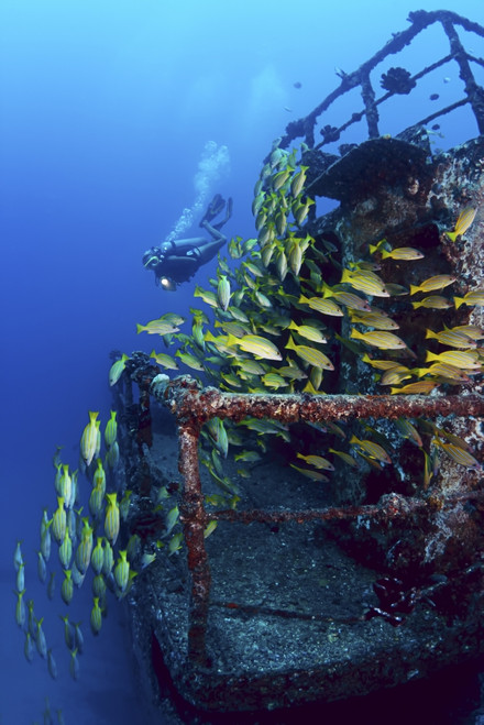 USA, Hawaii Islands, Oahu, Diver And Schooling Blue Striped Snapper ...