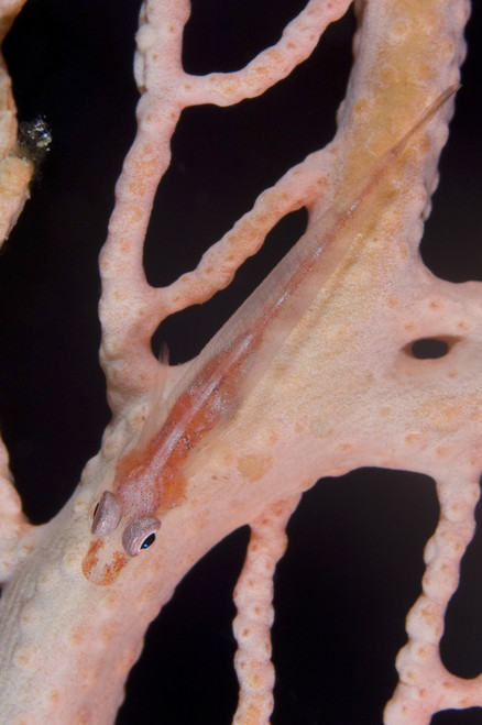 Large whip goby on sea fan, Kimbe Bay, Papua New Guinea Poster Print ...