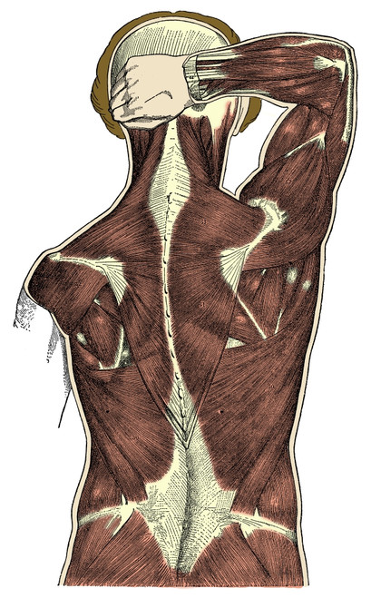 Back Muscles Poster Print by Science Source - Item # VARSCIBQ2113 ...