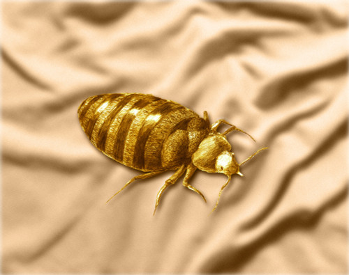 Bed Bug Poster Print by Spencer Sutton/Science Source - Item ...