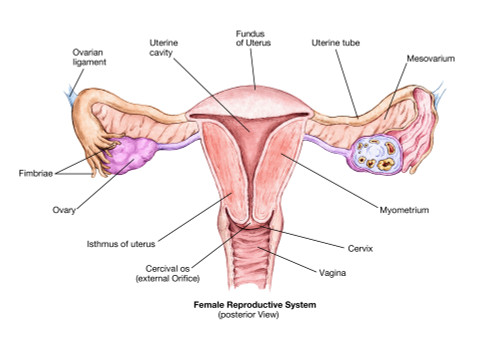 Female Reproductive System Poster Print By Spencer Sutton Science