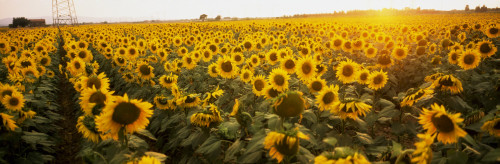 Sunflower Field PosterPrint - Item # VARDPI1812600 - Posterazzi