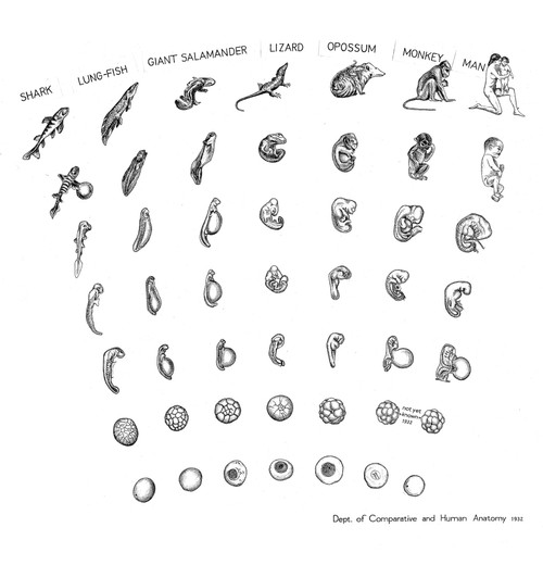 Comparative Embryology. /Nchart Showing Comparative Embryology From A ...