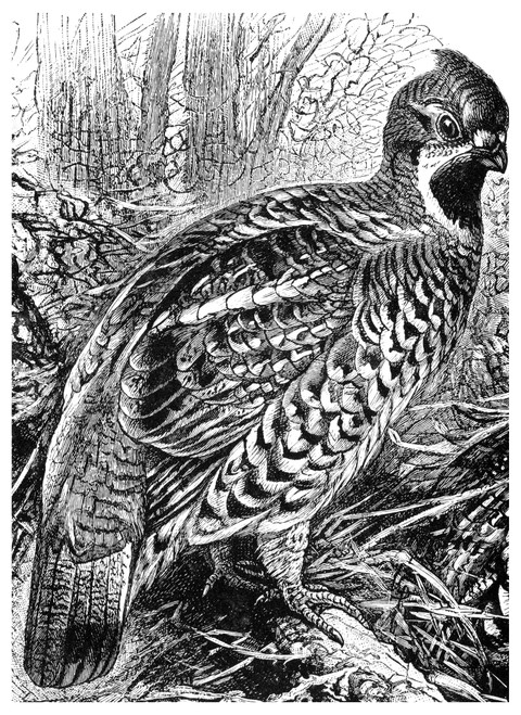 Ruffled Grouse. /Nwood Engraving, 19Th Century. Poster Print by Granger ...