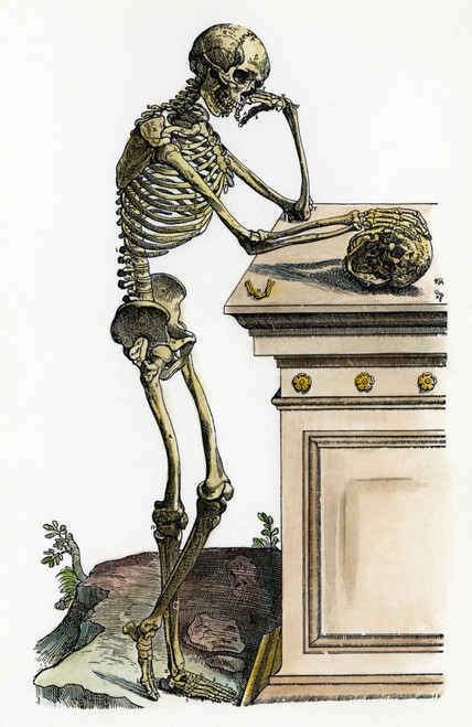 Vesalius: Skeleton, 1543. /Nwoodcut From The First Book Of Andreas ...