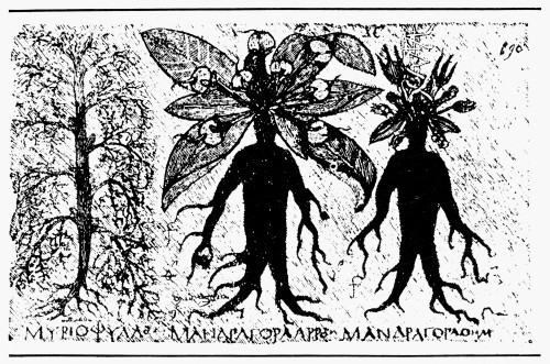 Botany: Mandrake, 700 A.D. /Nfrom The 'Codex Neapolitanus.' Poster ...