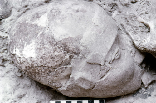 Jericho: Human Skull. /Nhuman Skull Found At Jericho With Living ...
