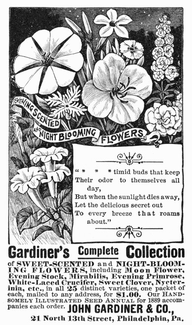 Flower Advertisement, 1889. /Namerican Magazine Advertisement For ...