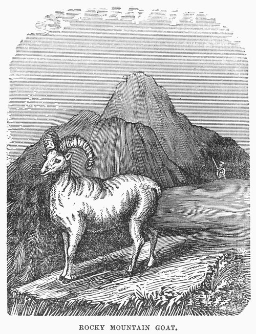 Rocky Mountain Goat. /Nthe Upper Missouri River Valley. Wood Engraving ...