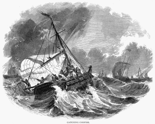 Cod Fishing, 1876. /Ncatching Codfish On The Grand Banks. Wood ...