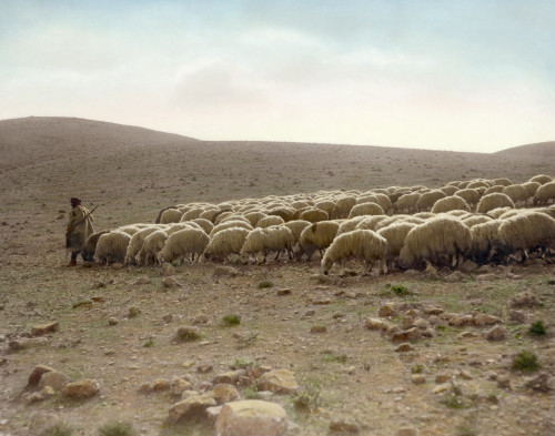 Shepherd And Flock, C1919. /Na Shepherd Leading His Flock, Near ...