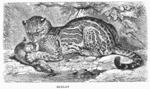 Ocelot. /Nline Engraving, 19Th Century. Poster Print by Granger ...