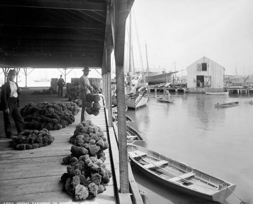 Key West: Sponge Trade. /Nsponge Exchange In A Wharf In Key West ...