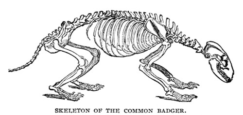 Badger Skeleton. /Nskeleton Of The Common European Badger (Meles Meles ...