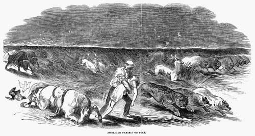 Prairie Fire, 1844. /N'American Prairie On Fire.' An Engraving From An ...