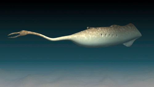 Tullimonstrum gregarium, known as the Tully Monster Poster Print by ...