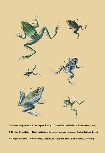 Six frogs of varying sizes and colors Poster Print by unknown - Item ...