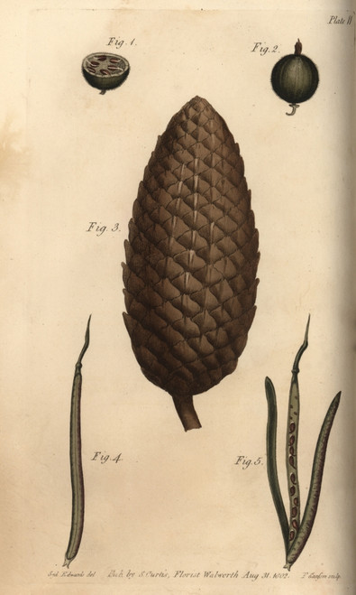 Seed Vessel Pericarpium Of The Gooseberry 1-2À Poster Print By ...