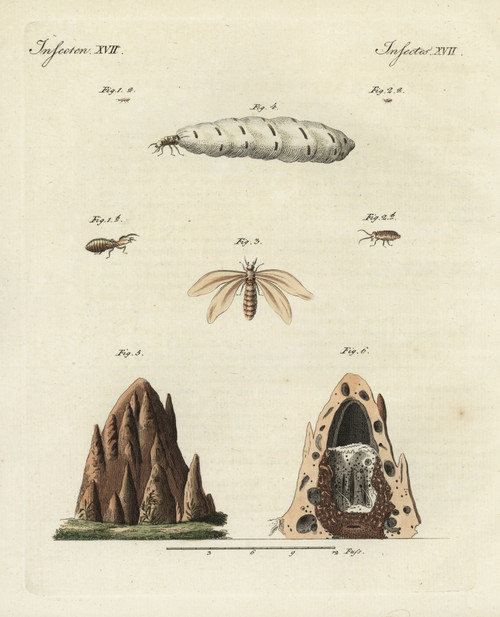 Termites And Mound Poster Print By ® Florilegius / Mary Evans - Item ...