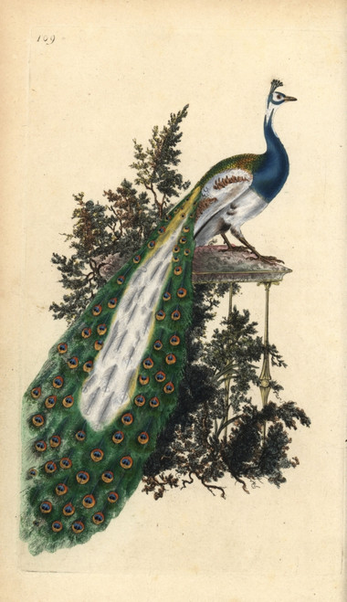 Crested Peacock Indian Or Blue Peafowl Pavo Cristatus Poster Print By ...