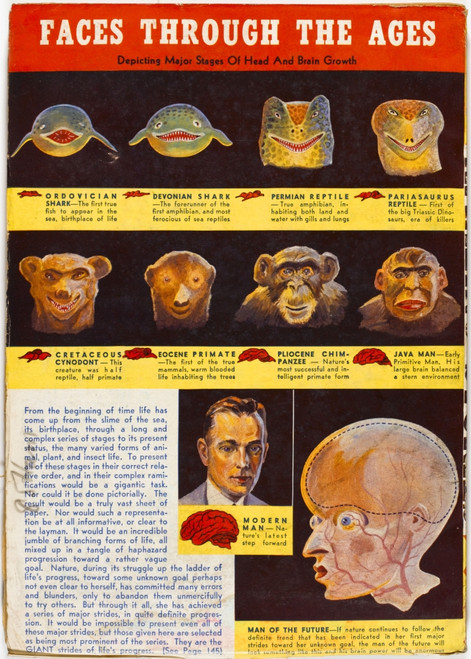 Evolution Of Face Poster Print By Mary Evans Picture Library - Item ...