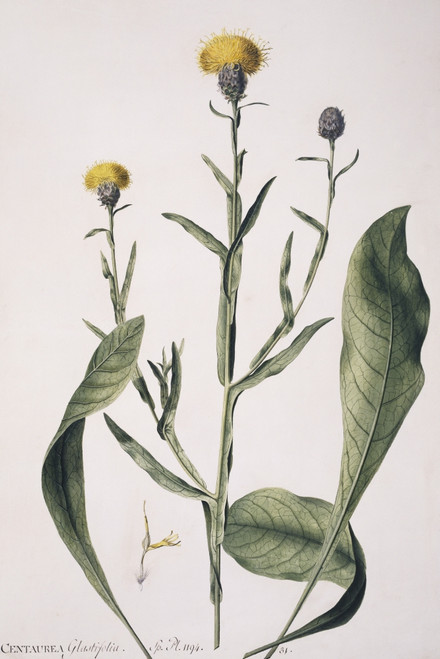 Centaurea Glastifolia Yellow Star Thistle Poster Print By Mary Evans ...
