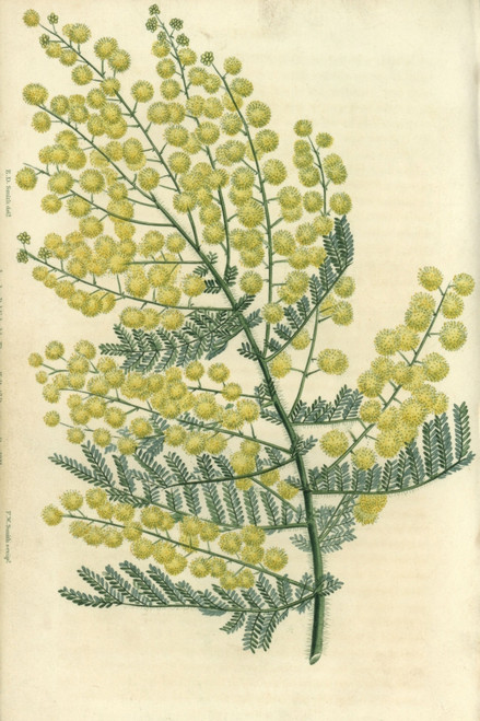 Yellow Flowered Hairy-Stemmed Acacia Acacia Pubescens Poster Print By ...