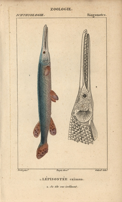 Cuban Gar Atractosteus Tristoechus Poster Print By ® Florilegius / Mary ...