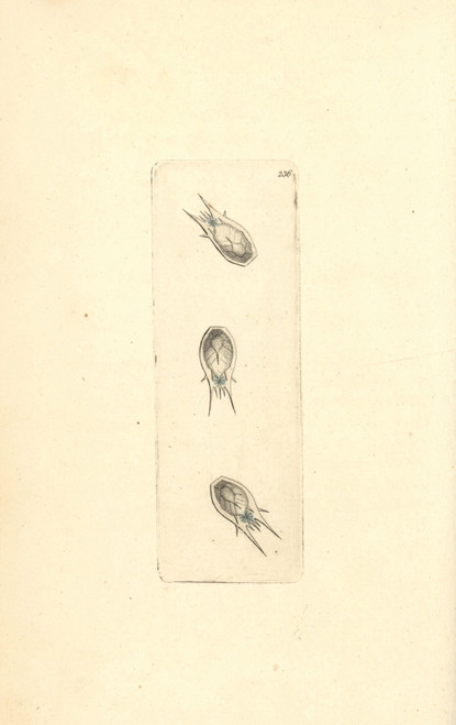 Plankton Thalia Democratica Poster Print By ® Florilegius / Mary Evans ...