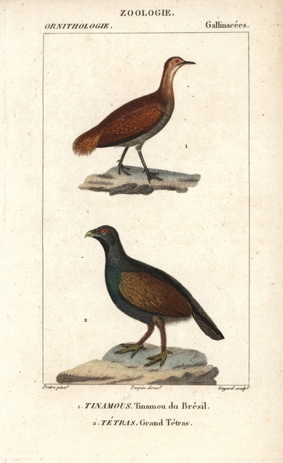 Great Tinamou Tinamus MajorÀ Poster Print By ® Florilegius / Mary Evans ...