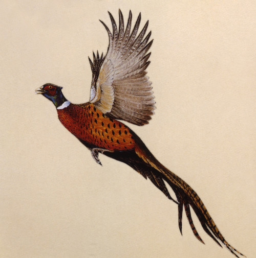 A Common Pheasant Alarmed Poster Print By Malcolm Greensmith ® Adrian ...
