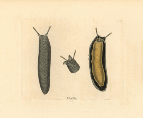 Sea Slug Onchidium Typhae Poster Print By ® Florilegius / Mary Evans ...