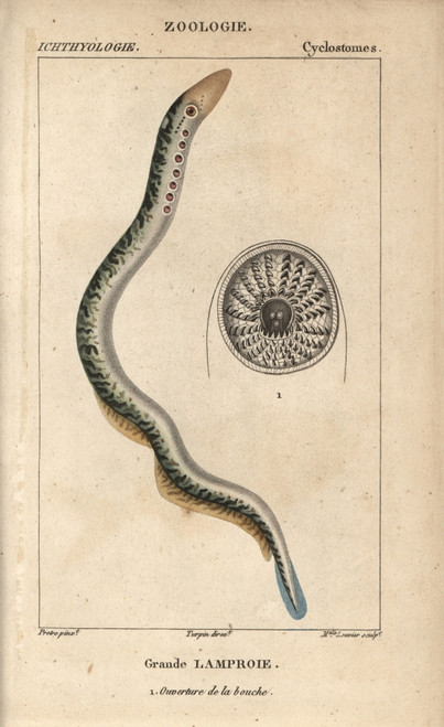 Lamprey Petromyzon Marinus Poster Print By ® Florilegius / Mary Evans ...