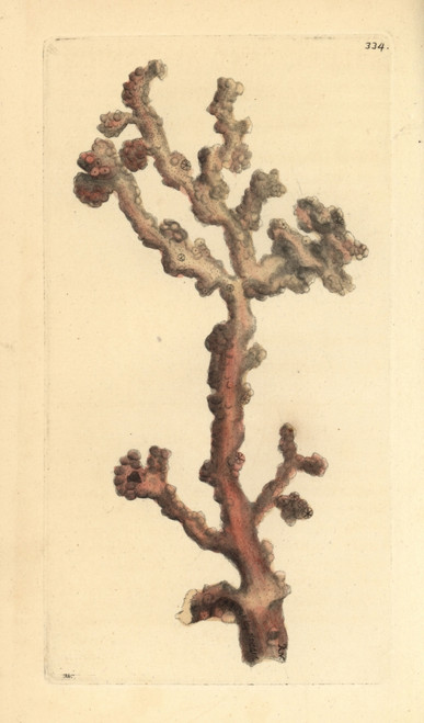 Bubblegum Coral Paragorgia Arborea Poster Print By ® Florilegius / Mary ...