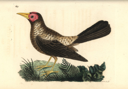 Coleto Sarcops Calvus Poster Print By ® Florilegius / Mary Evans - Item ...