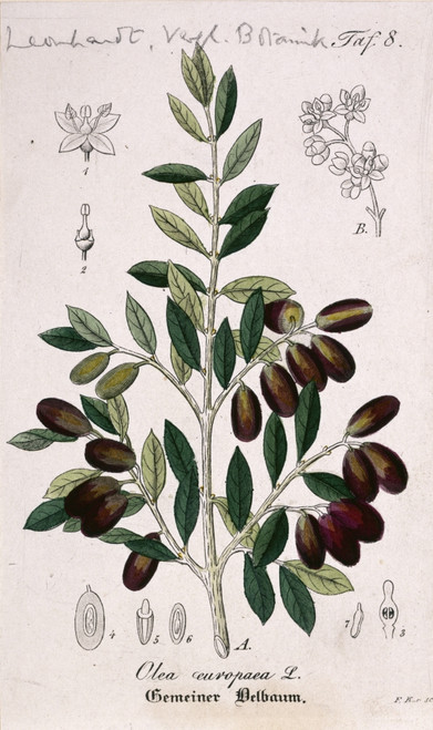 Olea Europaea Olive Poster Print By Mary Evans / Natural History Museum ...