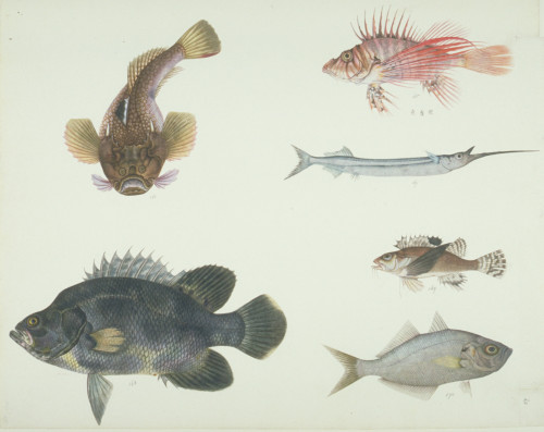 Ls Plate 152 From The John Reeves Collection Poster Print By Mary Evans ...