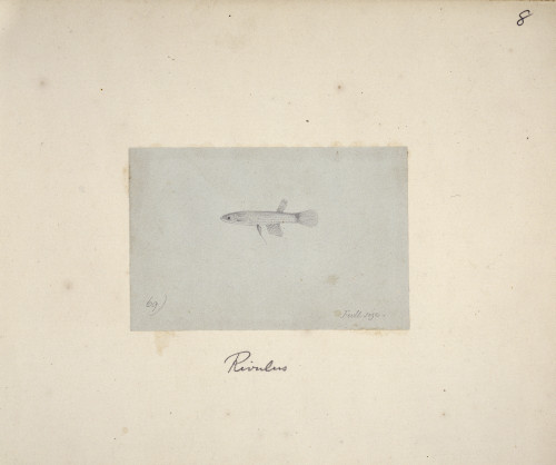 Rivulus Sp. Poster Print By Mary Evans / Natural History Museum - Item ...